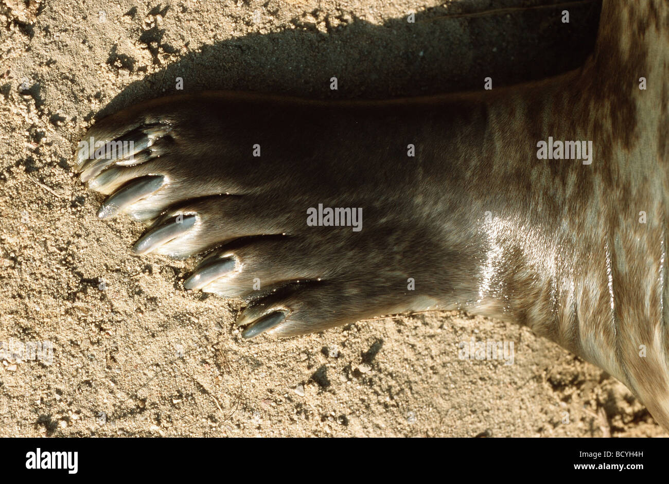 Common seal fins hi-res stock photography and images - Alamy