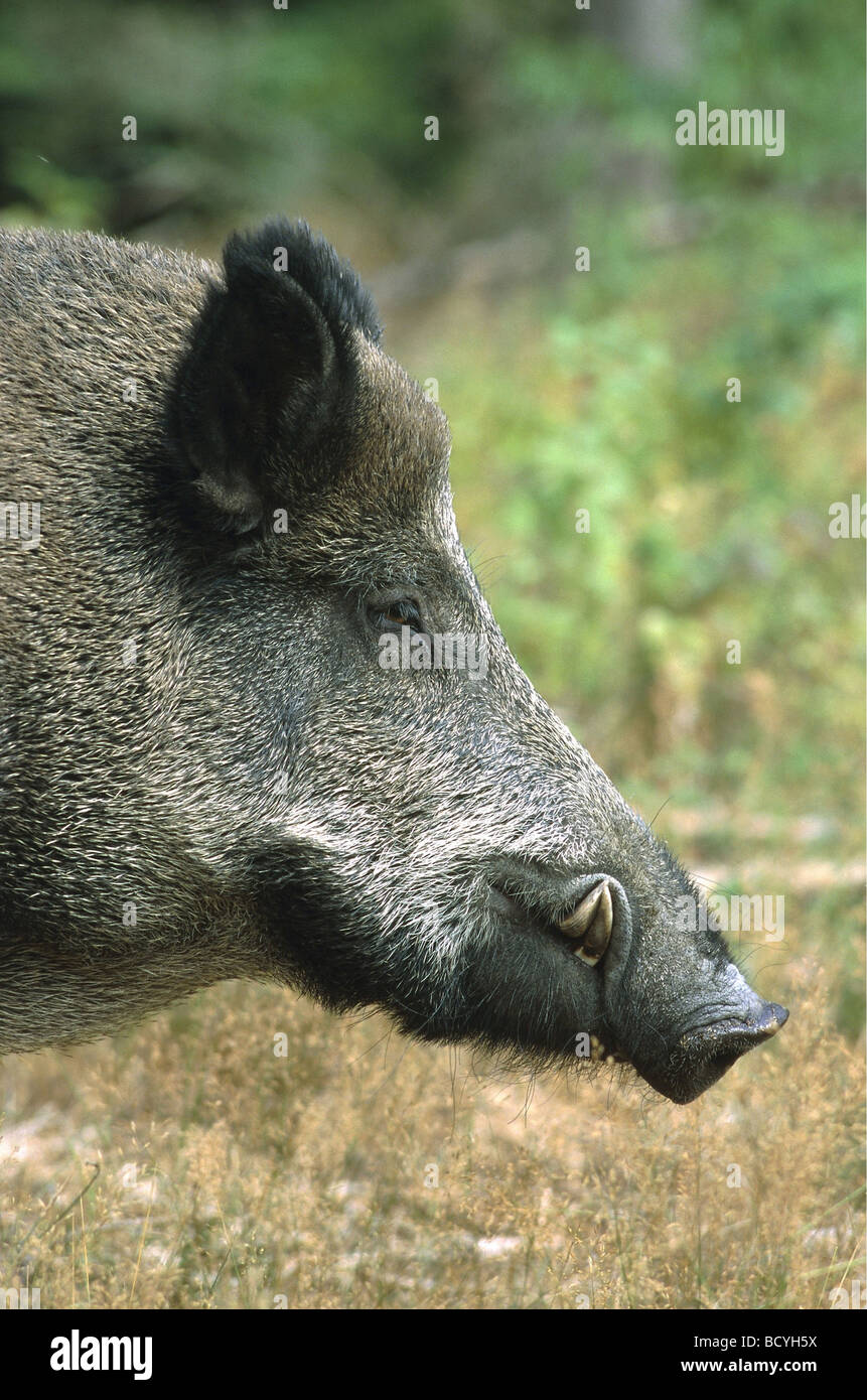 sus scrofa / wild boar Stock Photo - Alamy