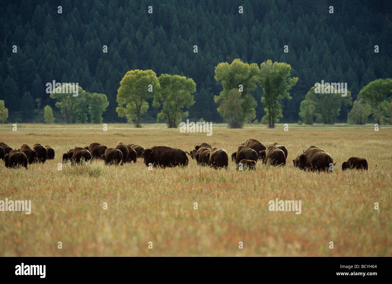 Bison bison / American bison Stock Photo - Alamy