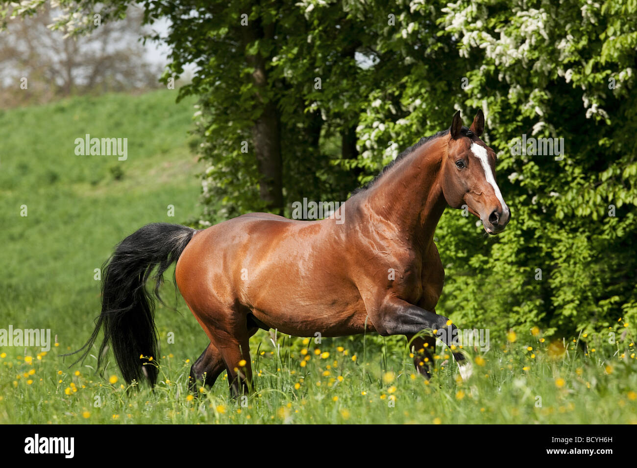Holstein horse - walking on meadow Stock Photo - Alamy