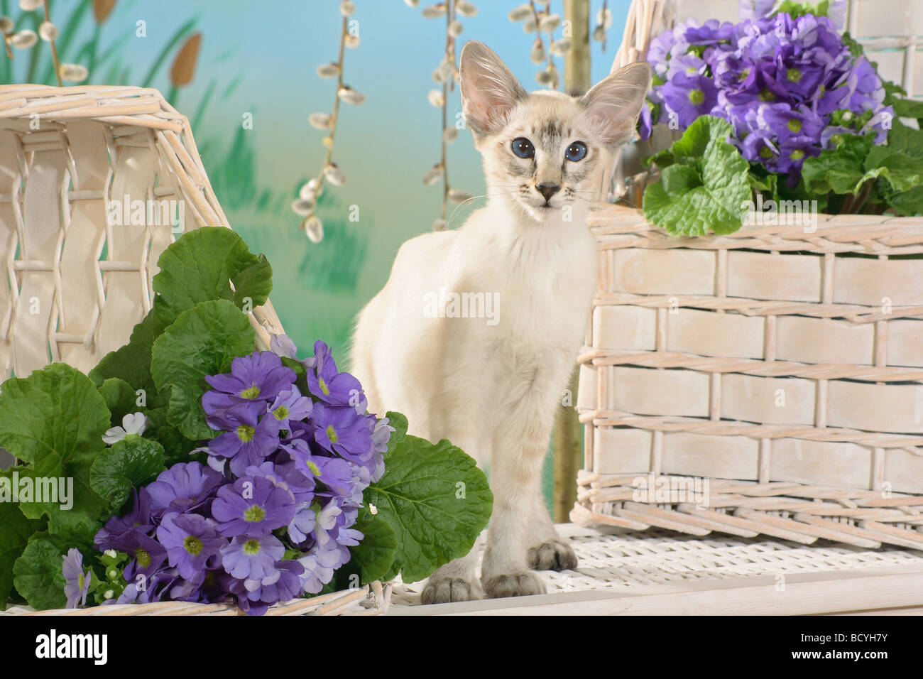 Balinese cat - sitting in between flowers Stock Photo - Alamy