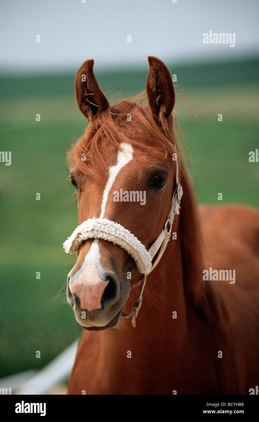 Criollos horse hi-res stock photography and images - Alamy
