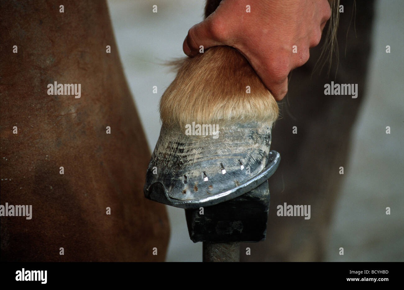 Feet foot hoofs hoof hi-res stock photography and images - Alamy