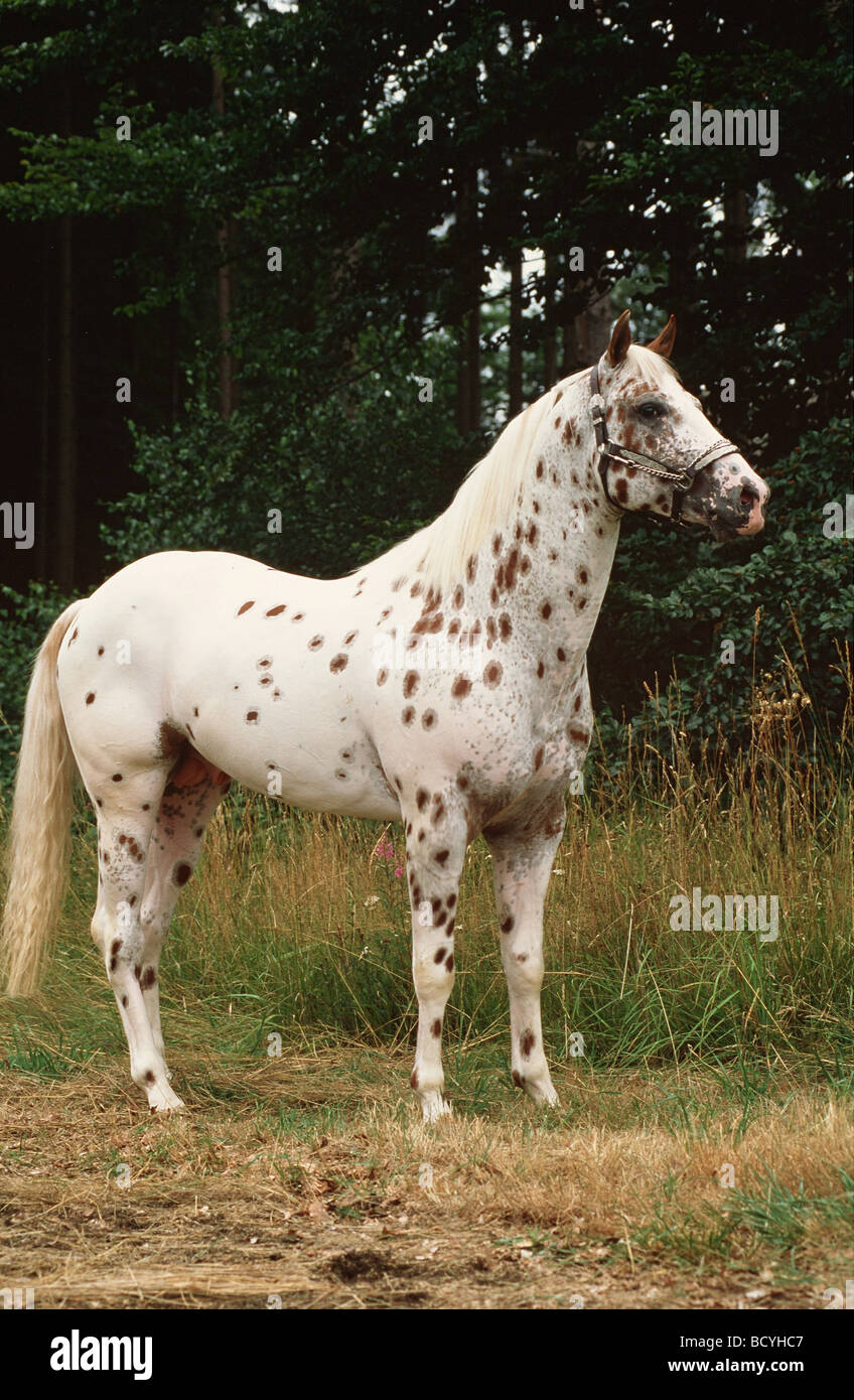 Appaloosa horse hi-res stock photography and images - Alamy