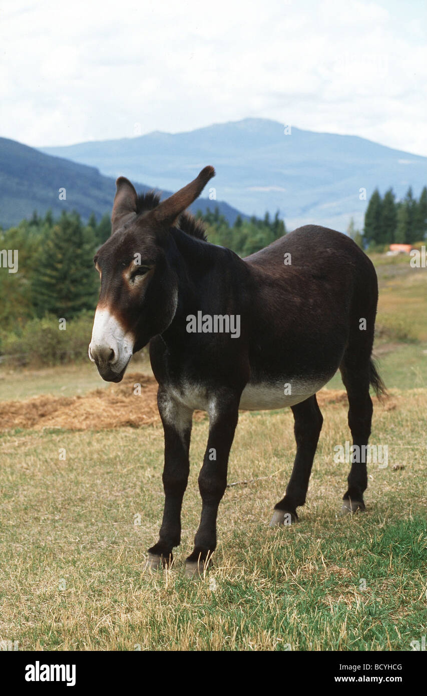 Domestic donkey (Equus asinus) standing on a pasture Stock Photo - Alamy