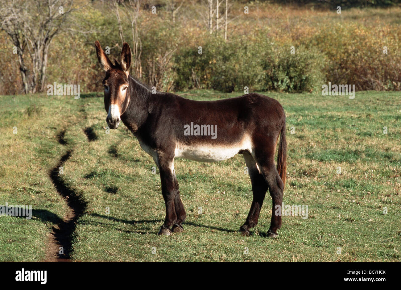 donkey / burro - standing on side / Equus asinus Stock Photo - Alamy
