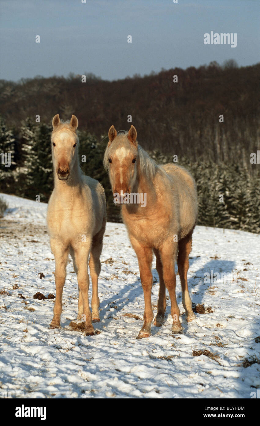 Foals snow hi-res stock photography and images - Alamy
