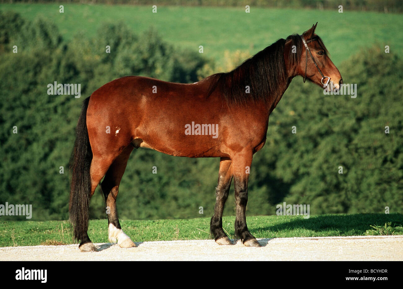 Grit ways hi-res stock photography and images - Alamy