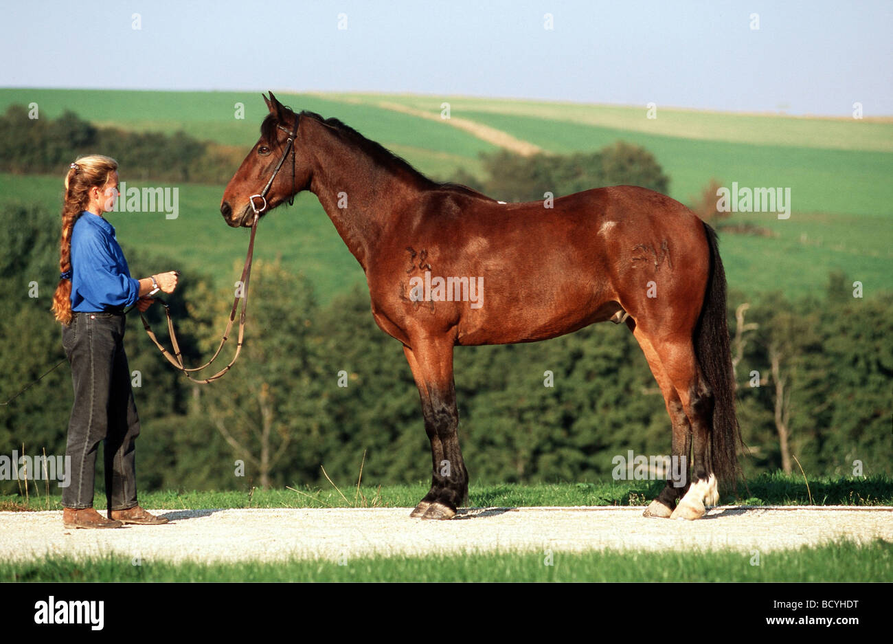 Kabarda Horse. Bay adult standing, seen side-on. Germany Stock Photo ...