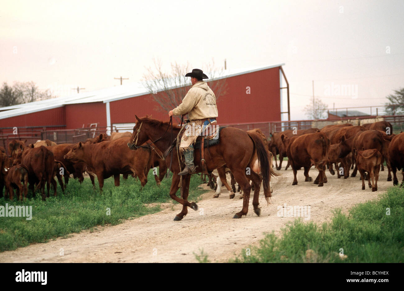 cowboy on horse Stock Photo - Alamy