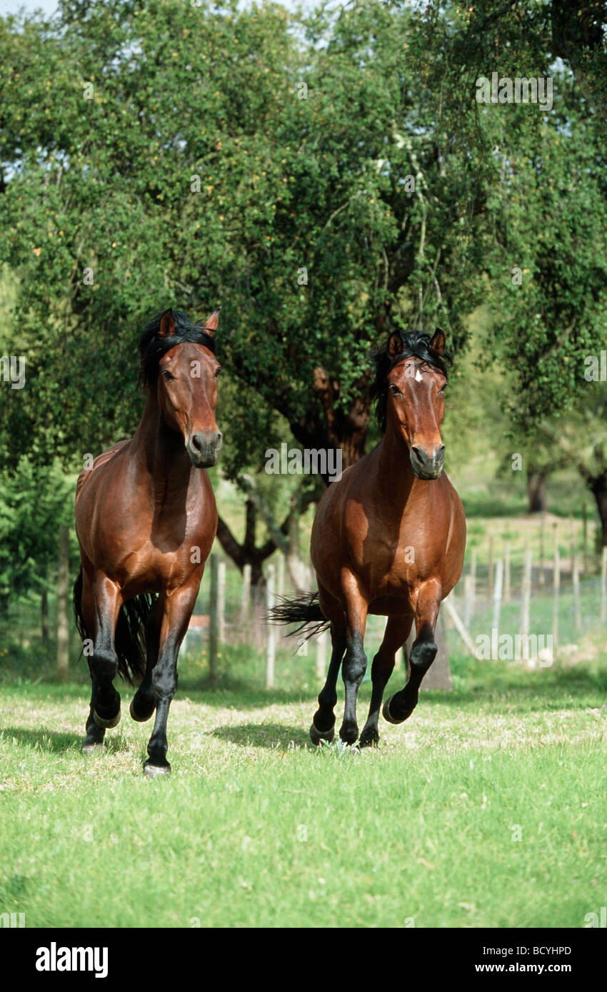 Horse gait walk hi-res stock photography and images - Alamy
