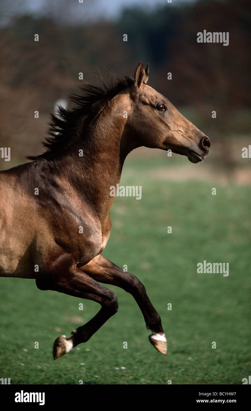 Akhal Tekes Stock Photos & Akhal Tekes Stock Images - Alamy