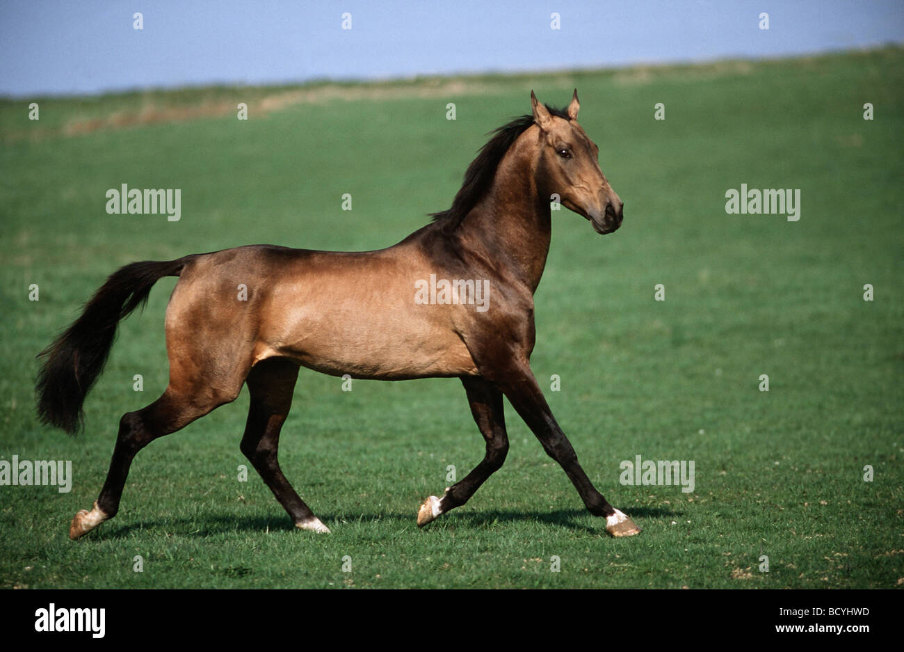 Akhal tekes hi-res stock photography and images - Alamy