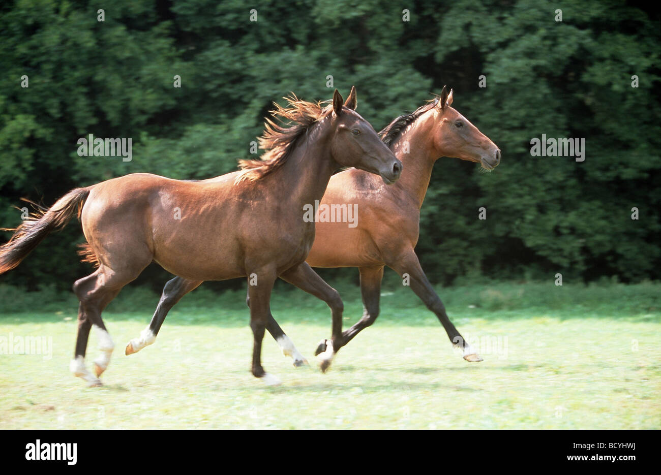 Akhal tekes hi-res stock photography and images - Alamy