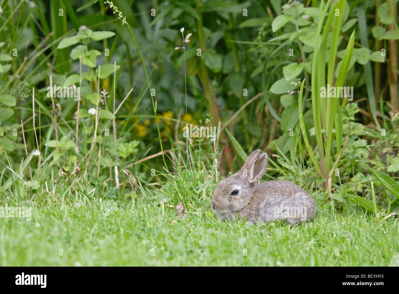 Juvenile rabbit hi-res stock photography and images - Alamy