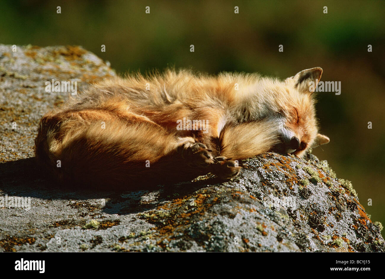 red fox sleeping on stone / Vulpes vulpes Stock Photo - Alamy