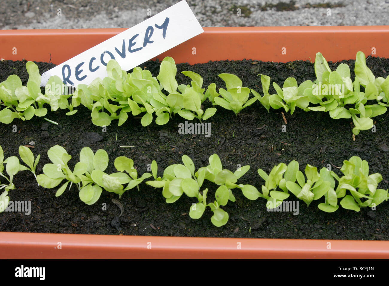 Green shoots of recovery hi-res stock photography and images - Alamy