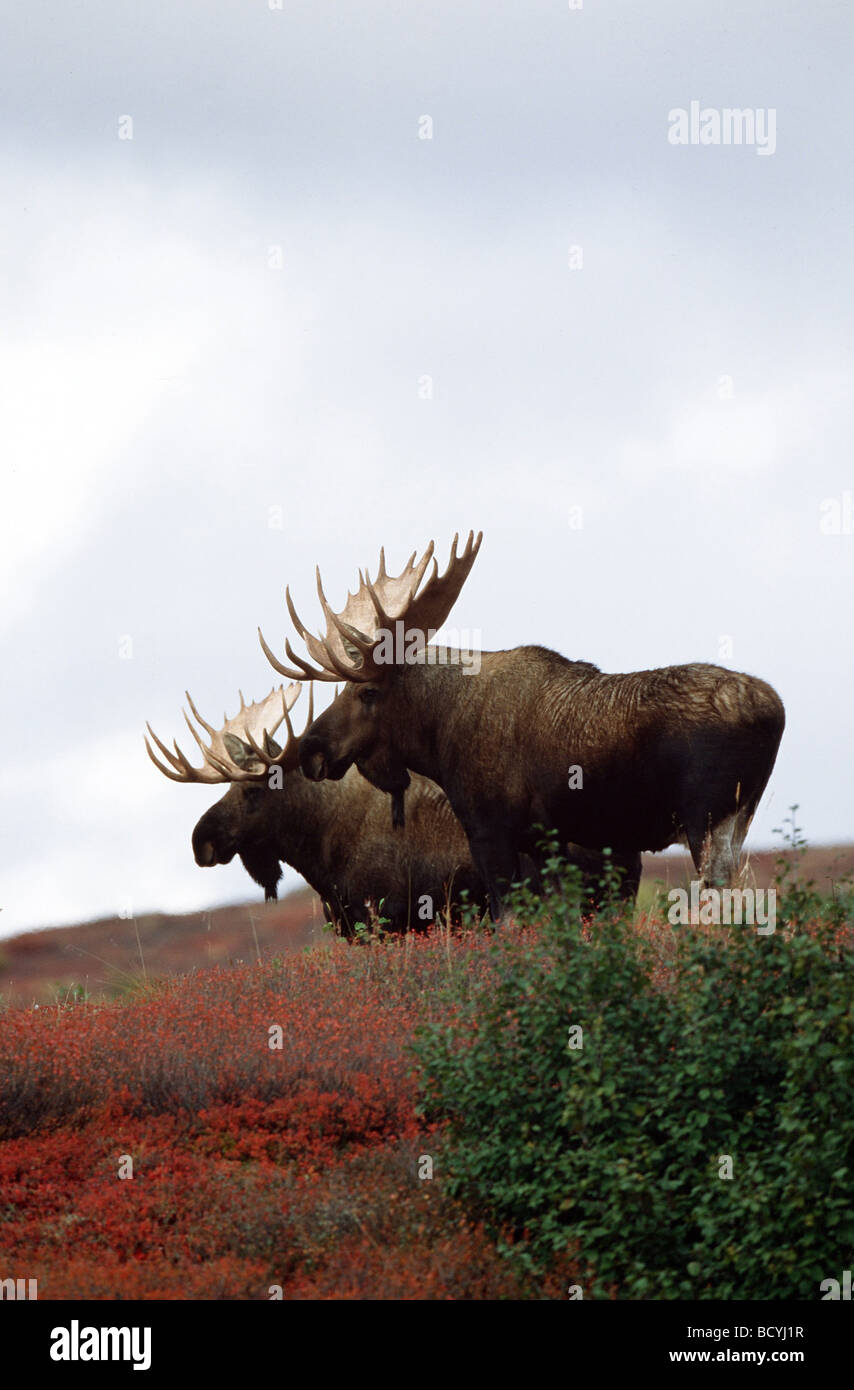 elk moose / alces alces Stock Photo - Alamy