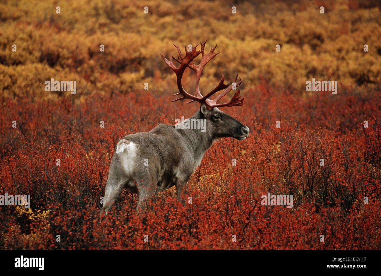 rangifer tarandus / reindeer , caribou Stock Photo - Alamy