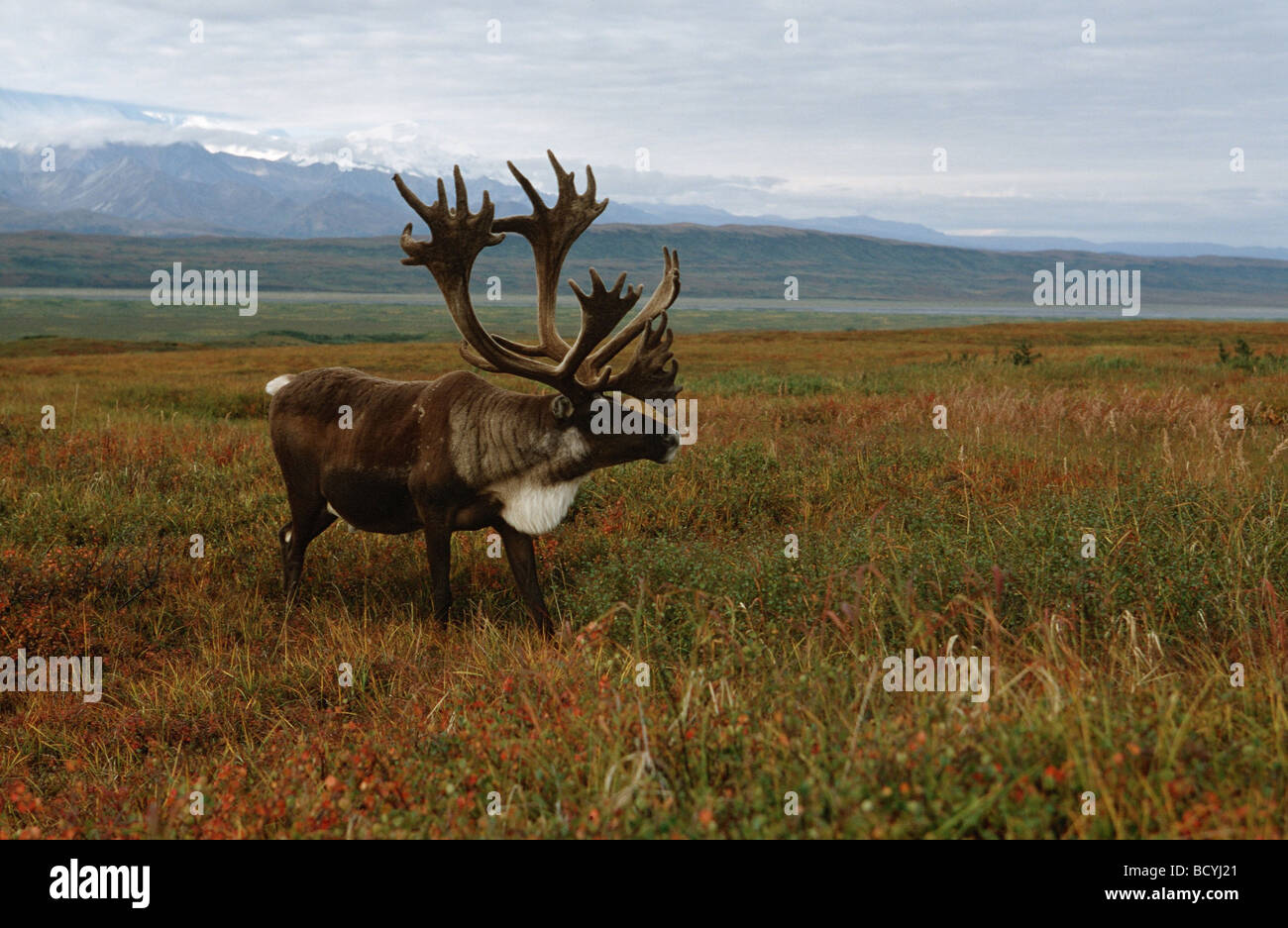 rangifer tarandus / reindeer , caribou Stock Photo - Alamy