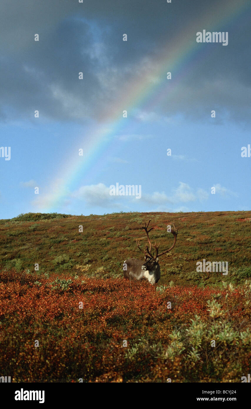 rangifer tarandus / reindeer , caribou Stock Photo - Alamy