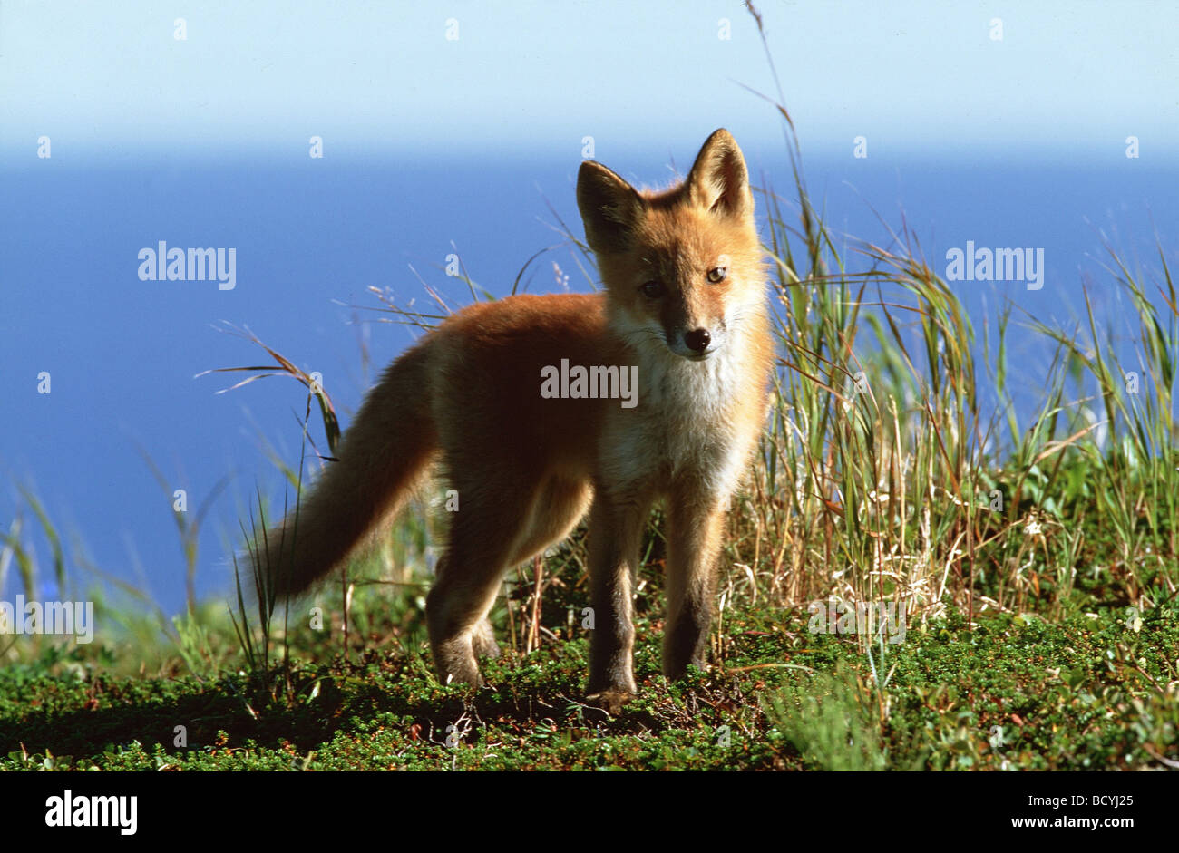 young red fox / Vulpes vulpes Stock Photo - Alamy
