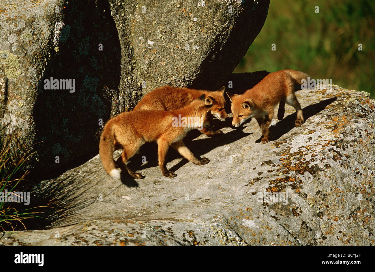Three foxes hi-res stock photography and images - Alamy