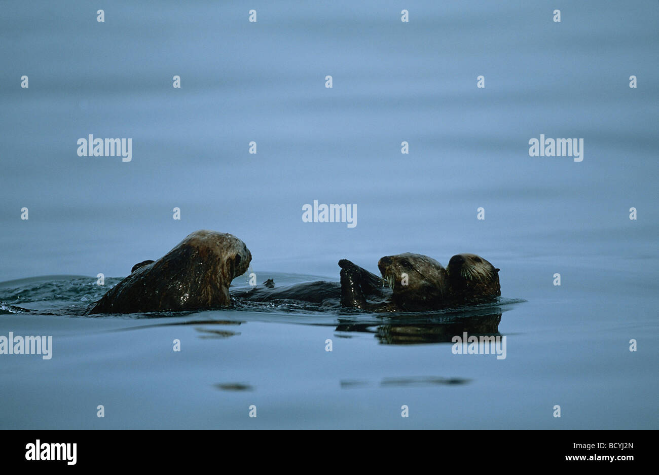 enhydra lutris / sea otter Stock Photo - Alamy