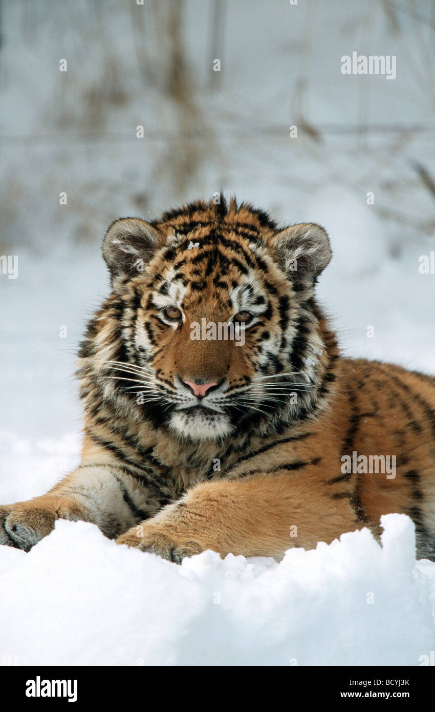 Siberian tiger cub snow hi-res stock photography and images - Alamy