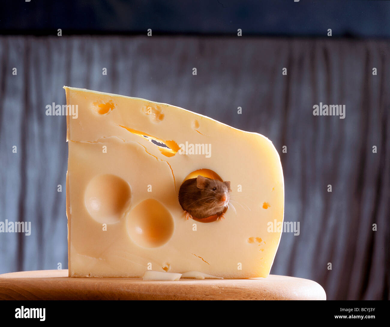 Domestic mouse (Mus musculus) in a piece of cheese Stock Photo - Alamy
