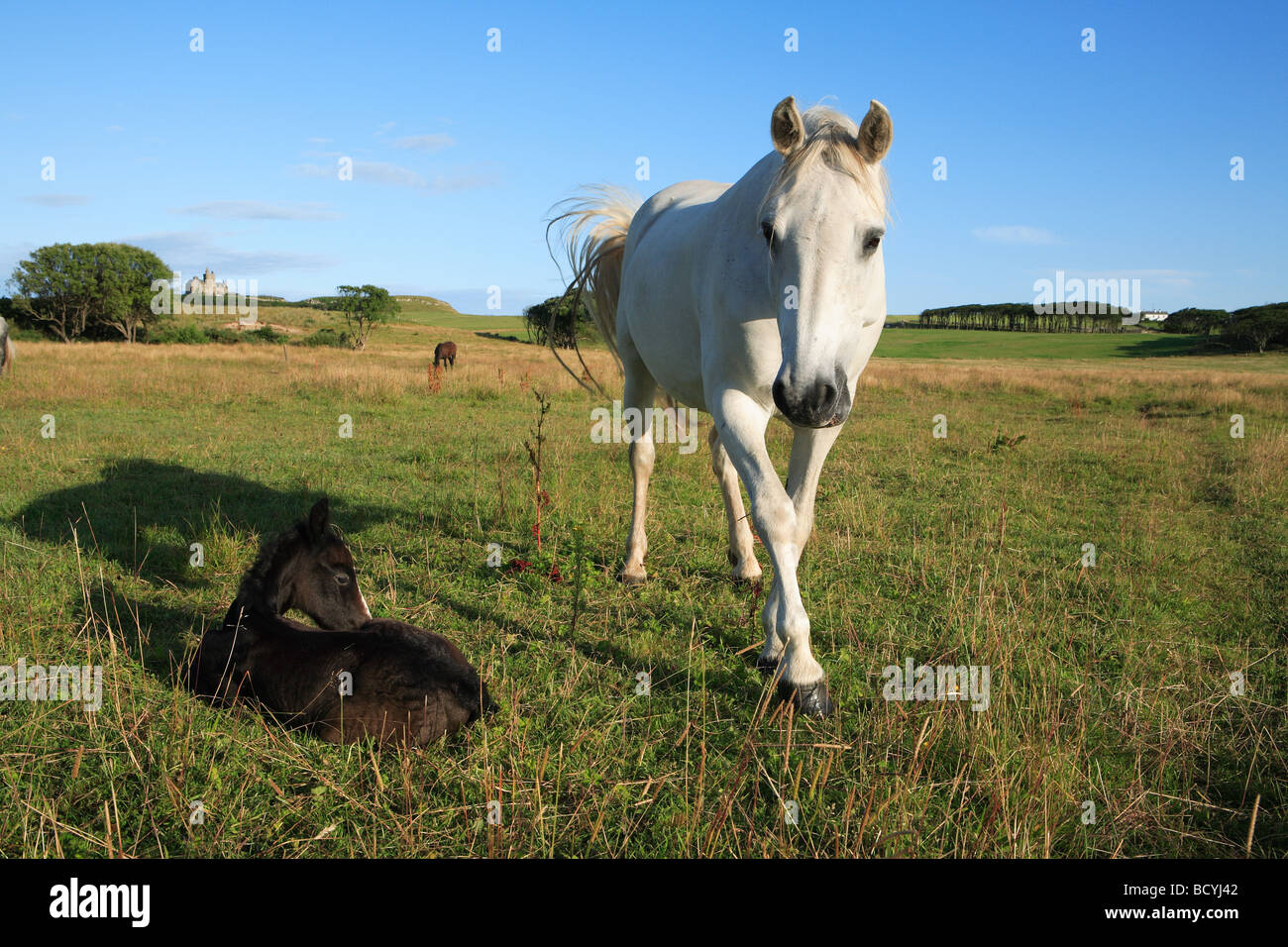 Angry horse hi-res stock photography and images - Alamy