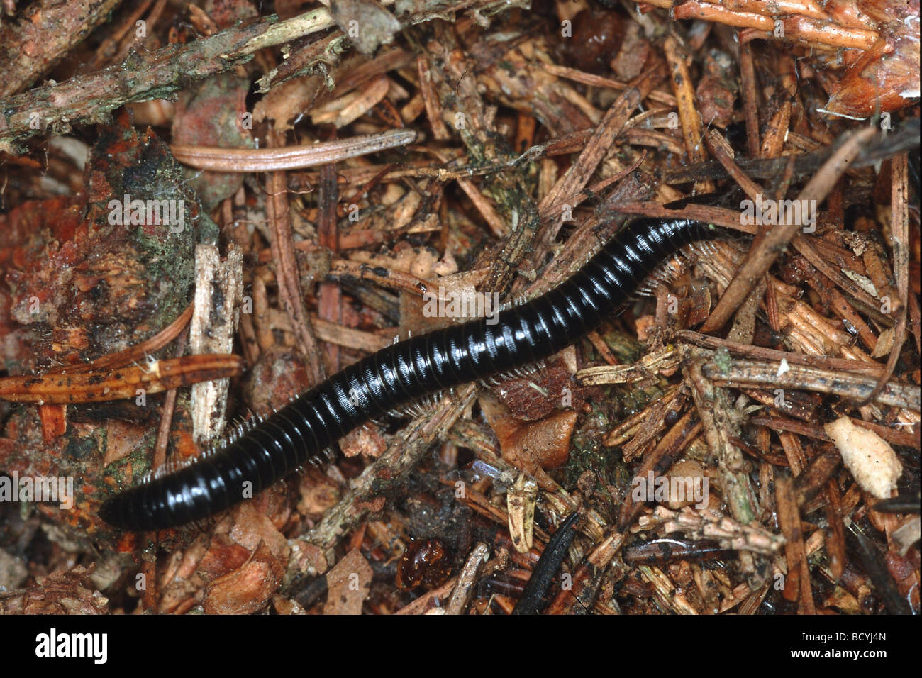 millepedes millipedes / myriapoda Stock Photo - Alamy