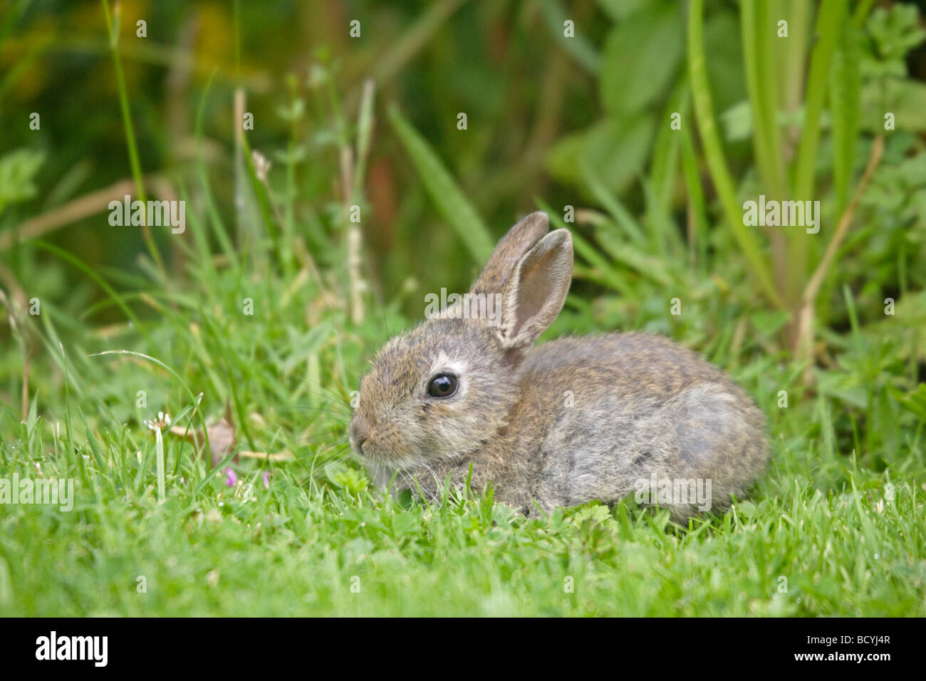 Juvenile Rabbit in garden Stock Photo - Alamy