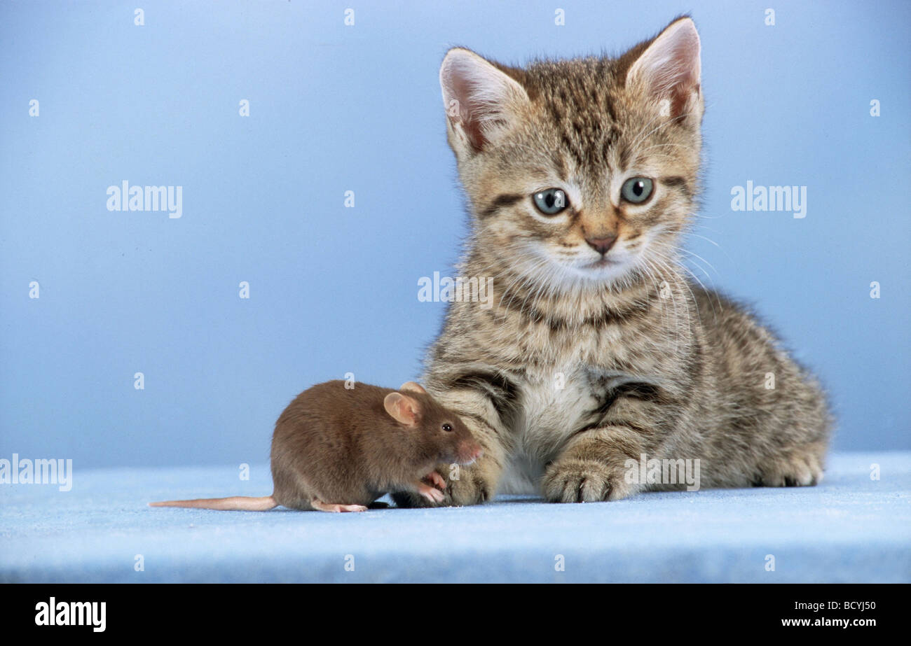 animal-friendship : kitten and mouse Stock Photo - Alamy