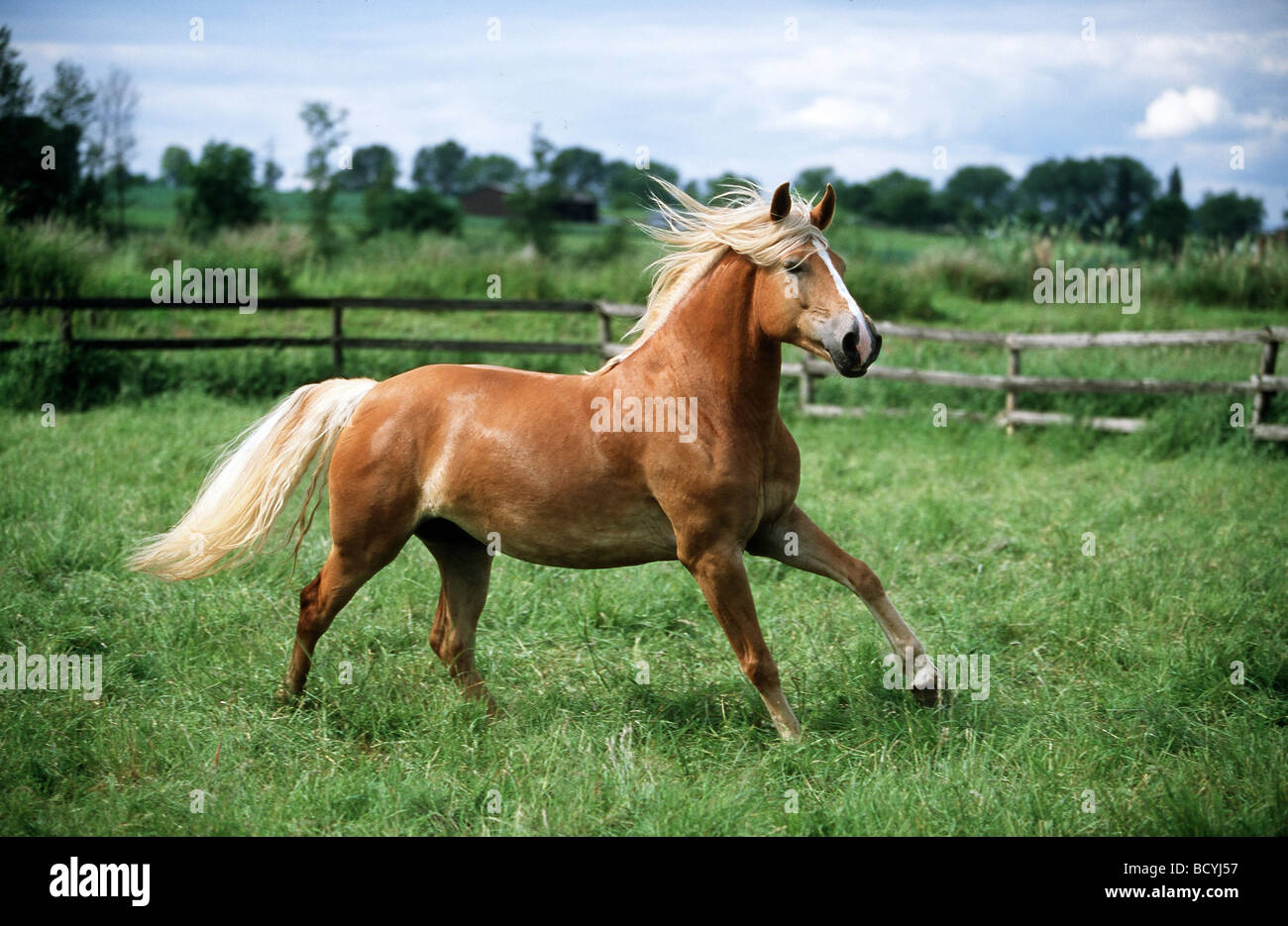 horse galloping over meadow Stock Photo - Alamy