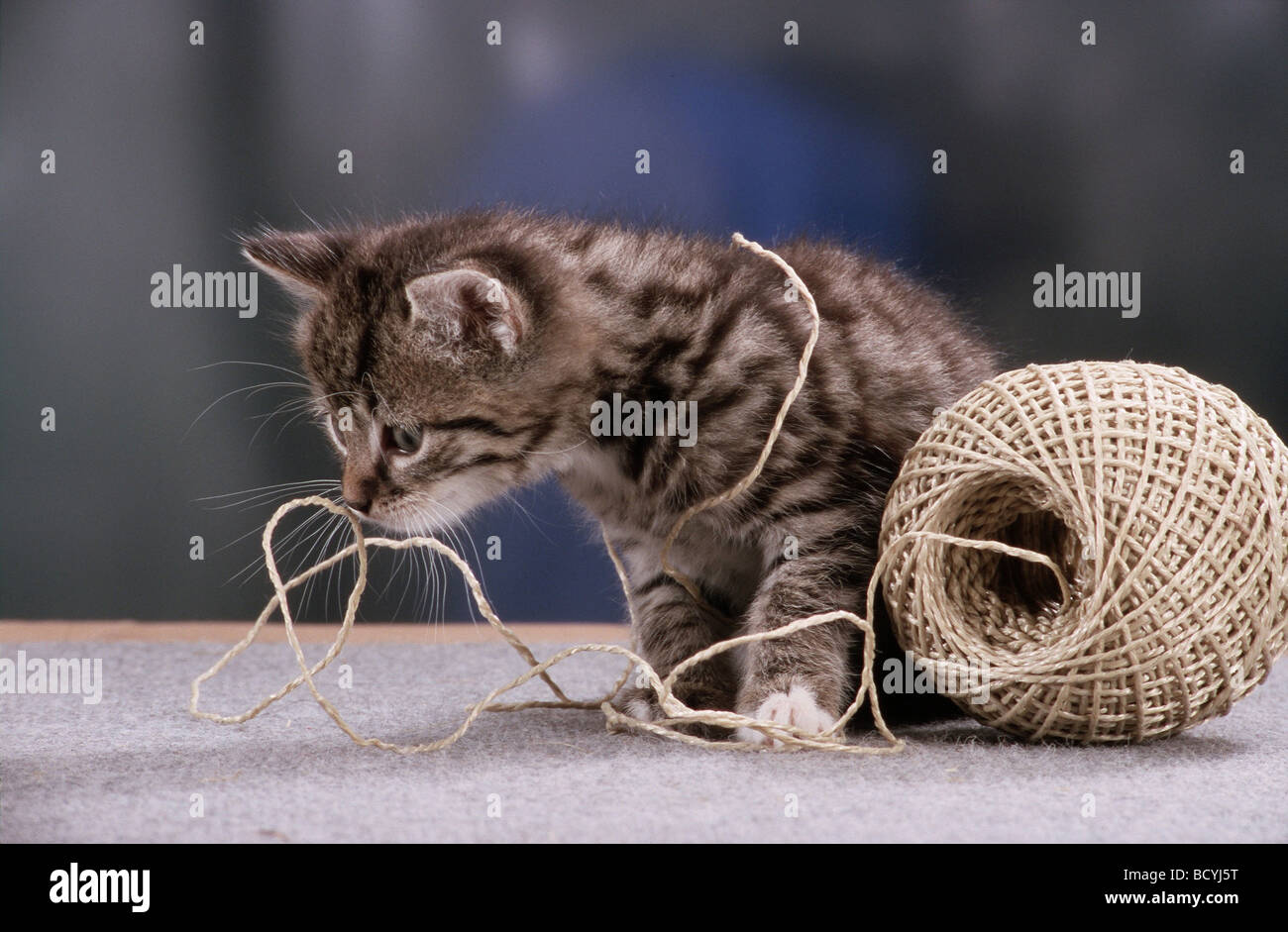 Ball of string kitten hi-res stock photography and images - Alamy