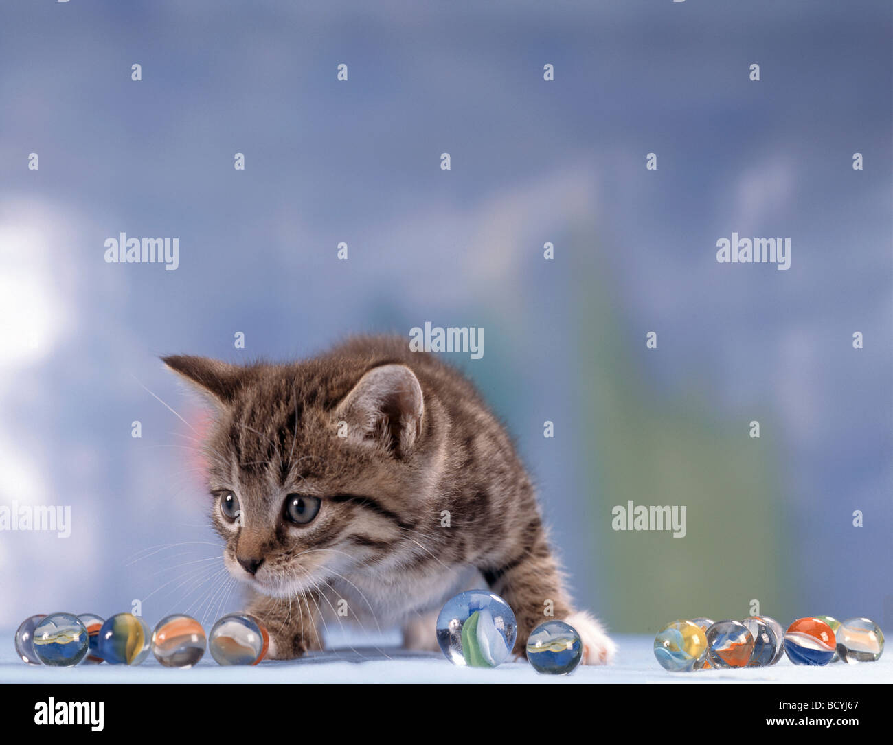 kitten with marbles Stock Photo - Alamy