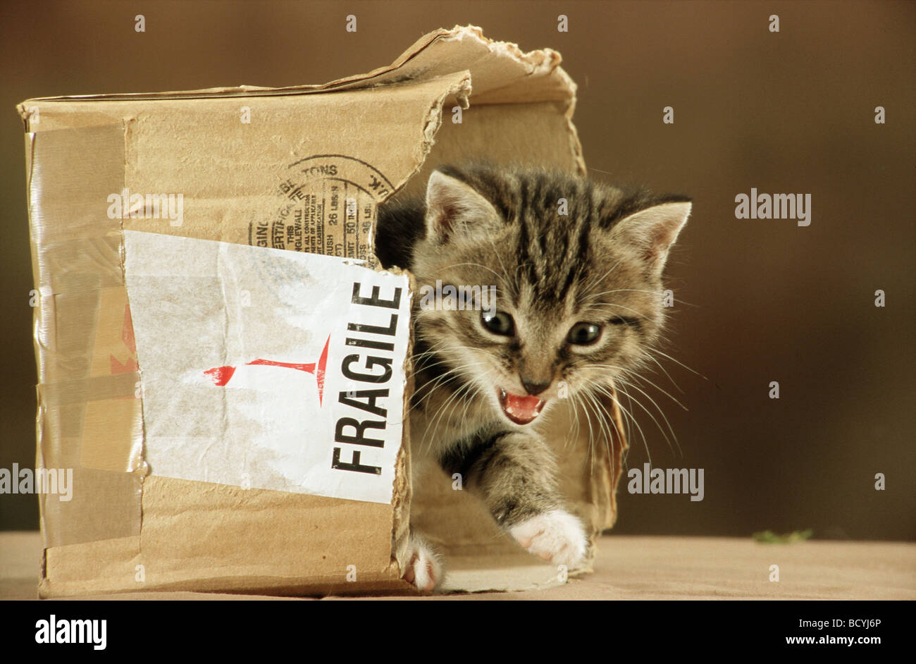 Domestic Cat. Tabby kitten coming out fromf cardboard box Stock Photo ...