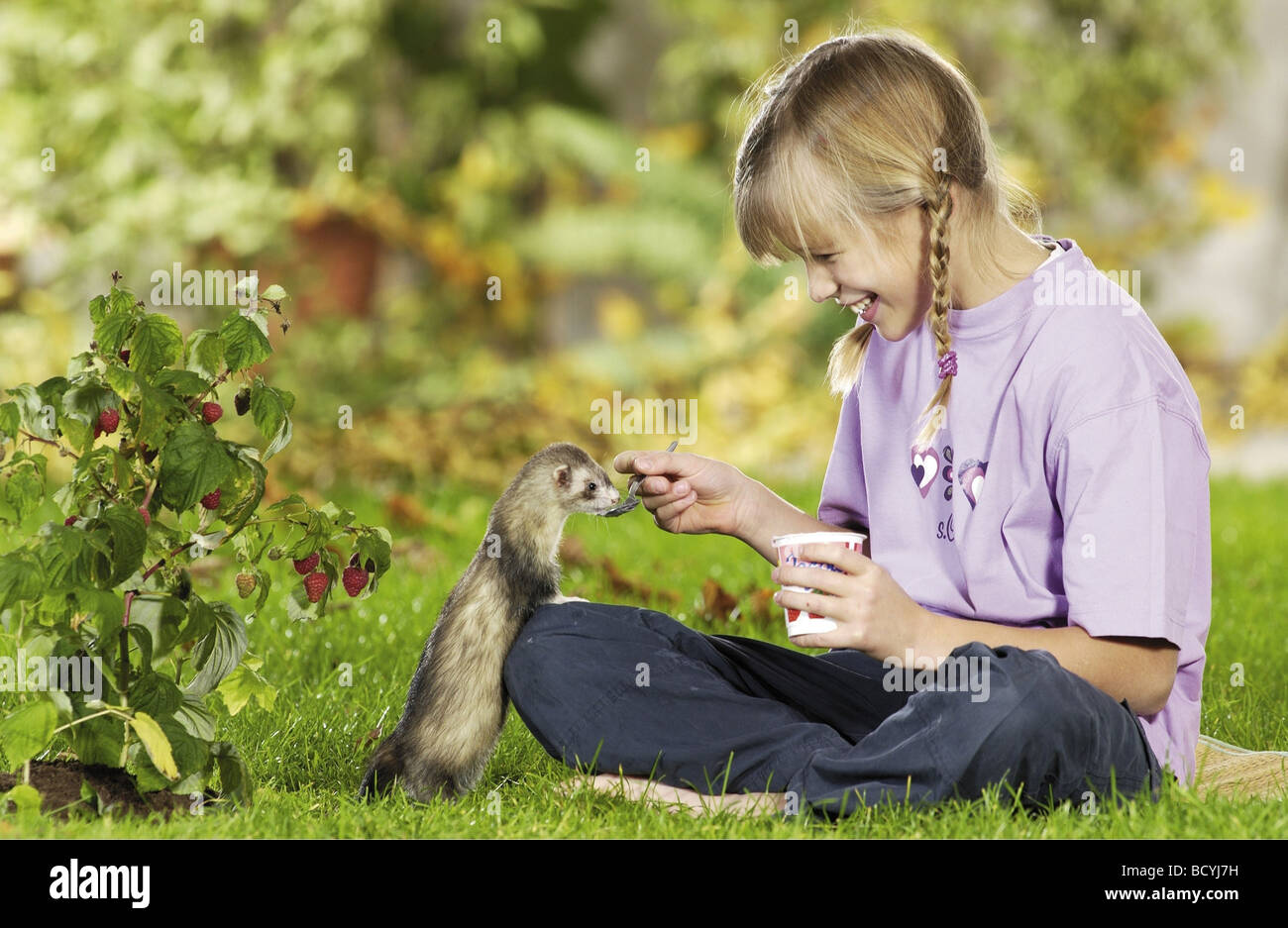 girl feeding domestic polecat with yoghurt / Mustela putorius f. furo ...