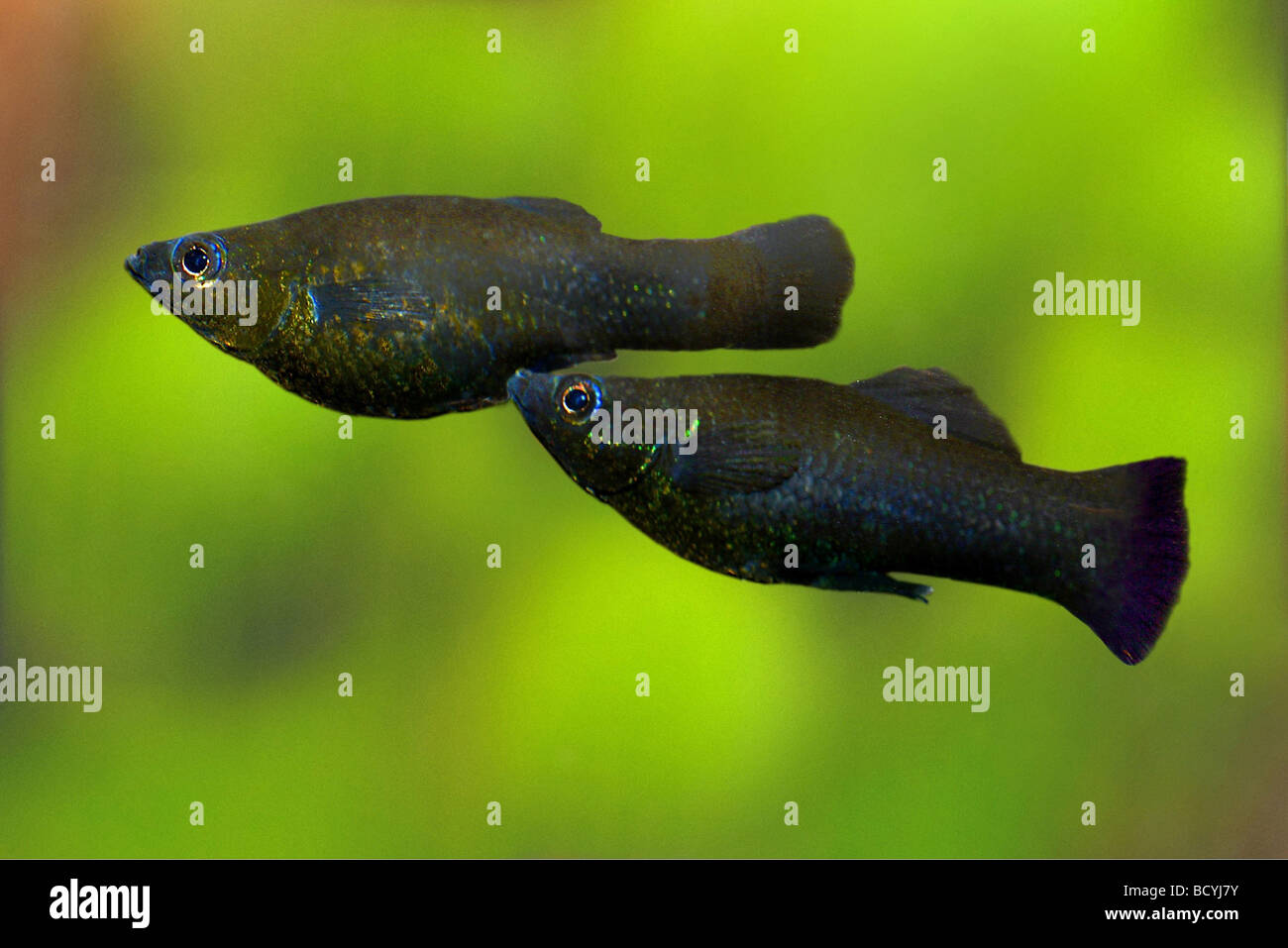 Black molly fish hi-res stock photography and images - Alamy