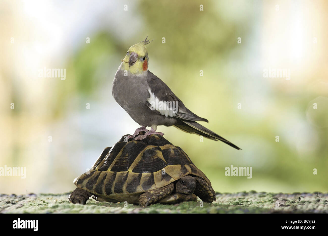 Sitting with tortoises hi-res stock photography and images - Alamy