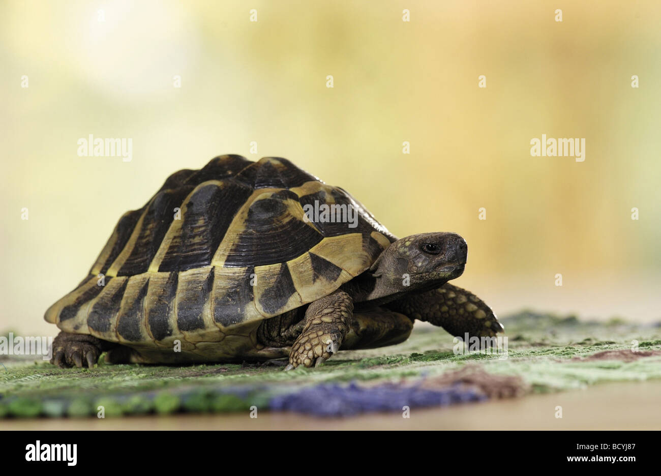 Greek tortoise , Hermann's tortoise / Testudo hermanni Stock Photo - Alamy