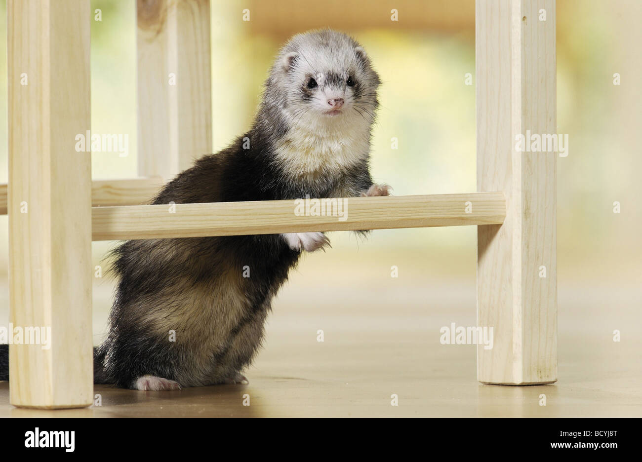 Domestic polecat hi-res stock photography and images - Alamy