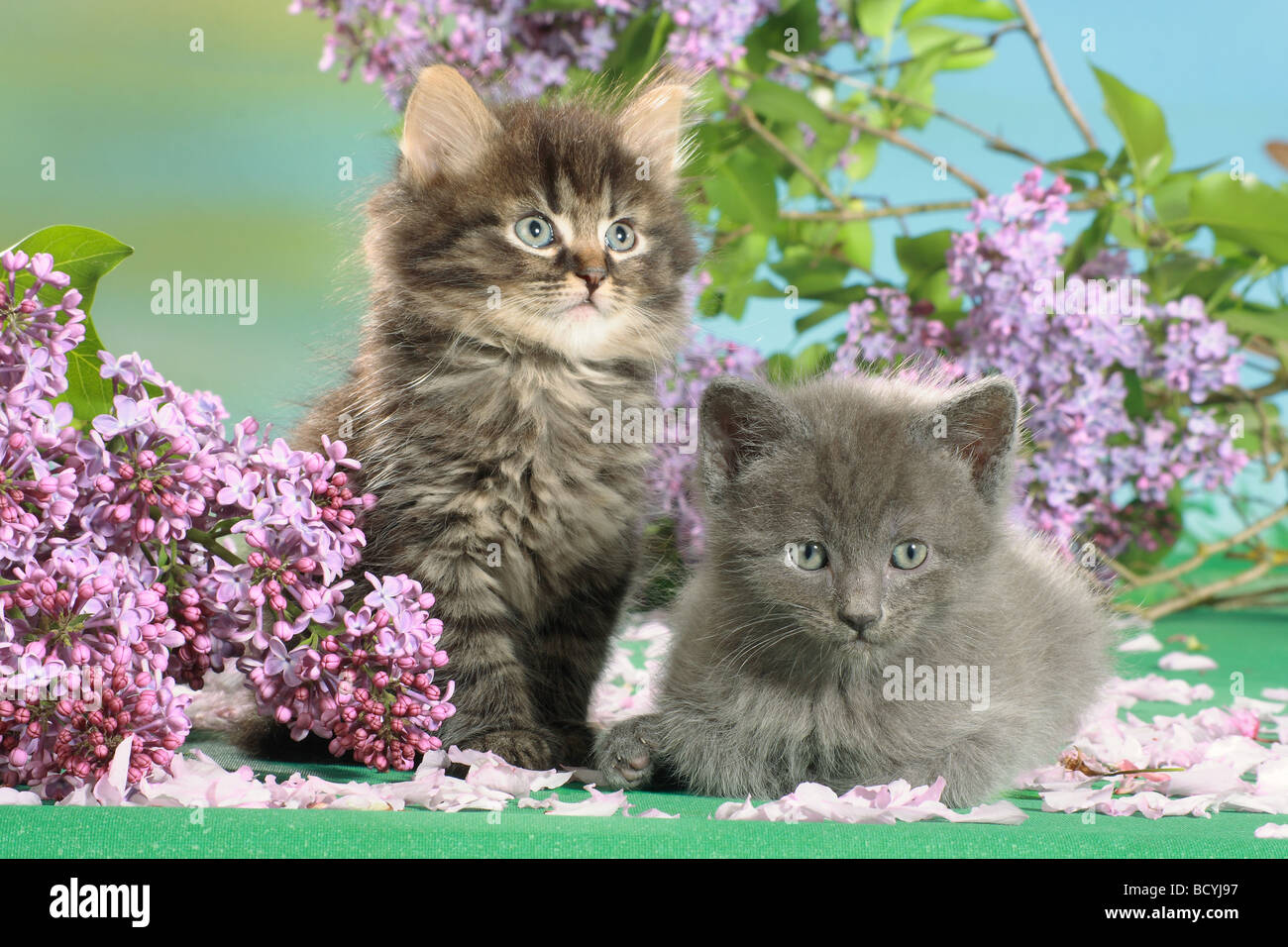 Grey cat kitten next flowers hi-res stock photography and images - Alamy