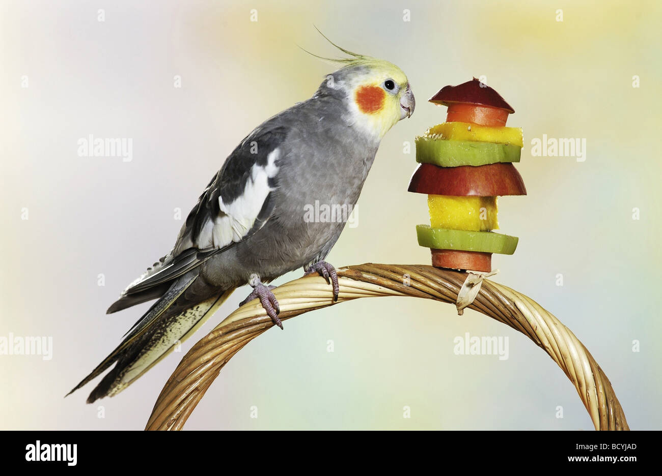 Cockatiel with fruits / Nymphicus hollandicus Stock Photo - Alamy