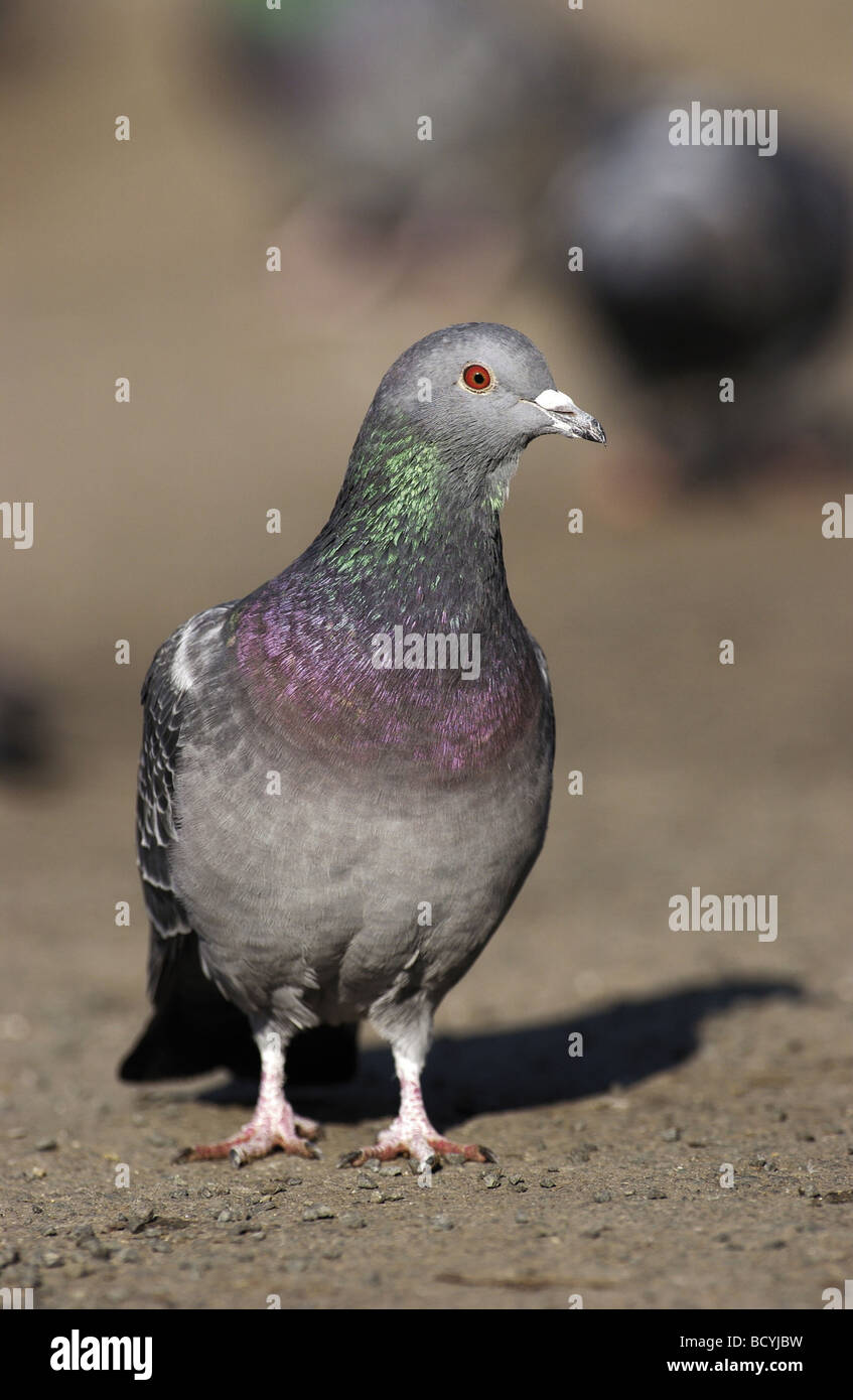 dove / Columbidae Stock Photo - Alamy