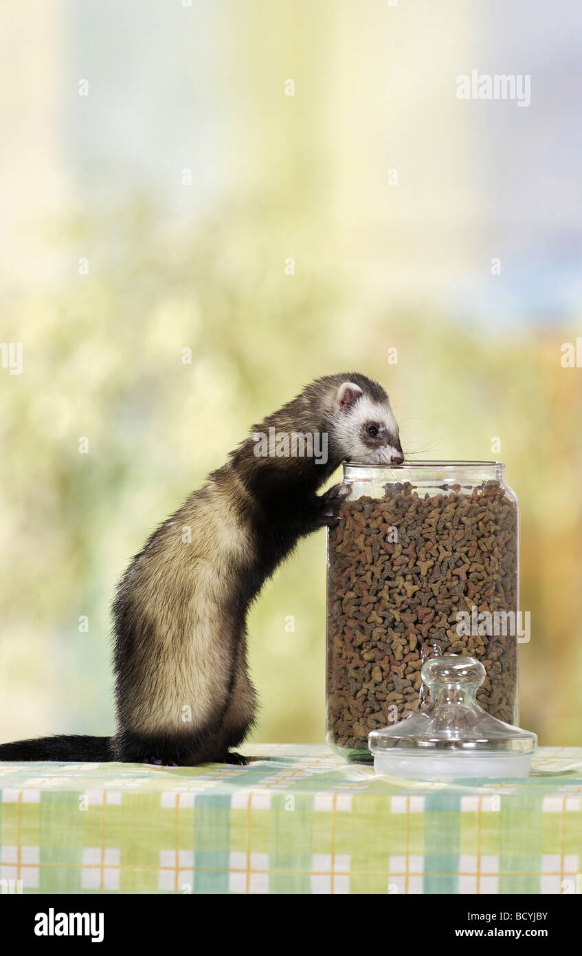 Gorged food hi-res stock photography and images - Alamy