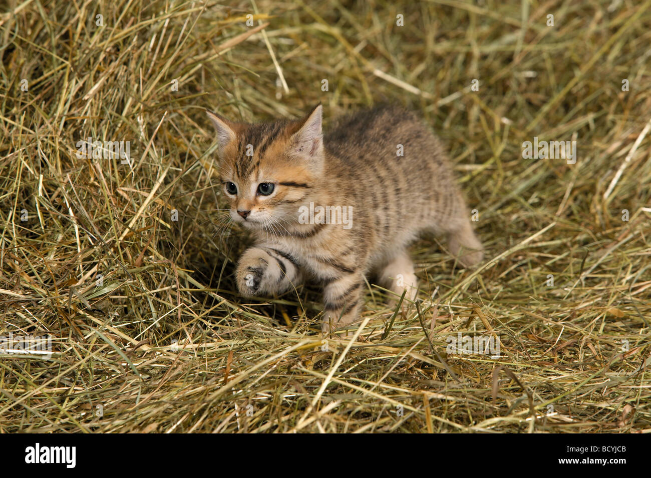 tabby kitten walking through straw Stock Photo - Alamy