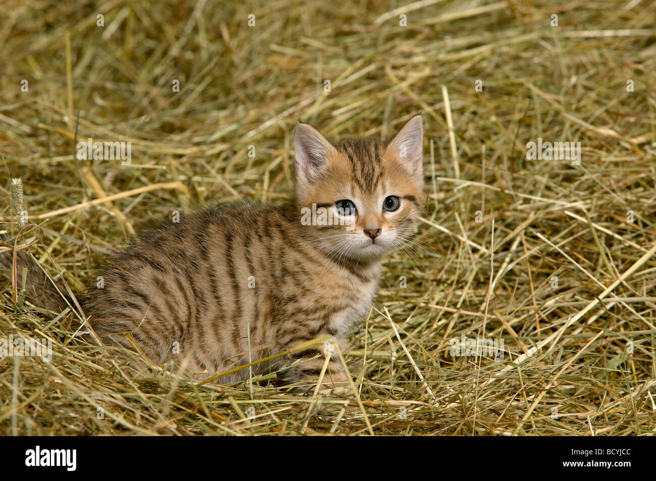 tabby kitten sitting in straw Stock Photo - Alamy