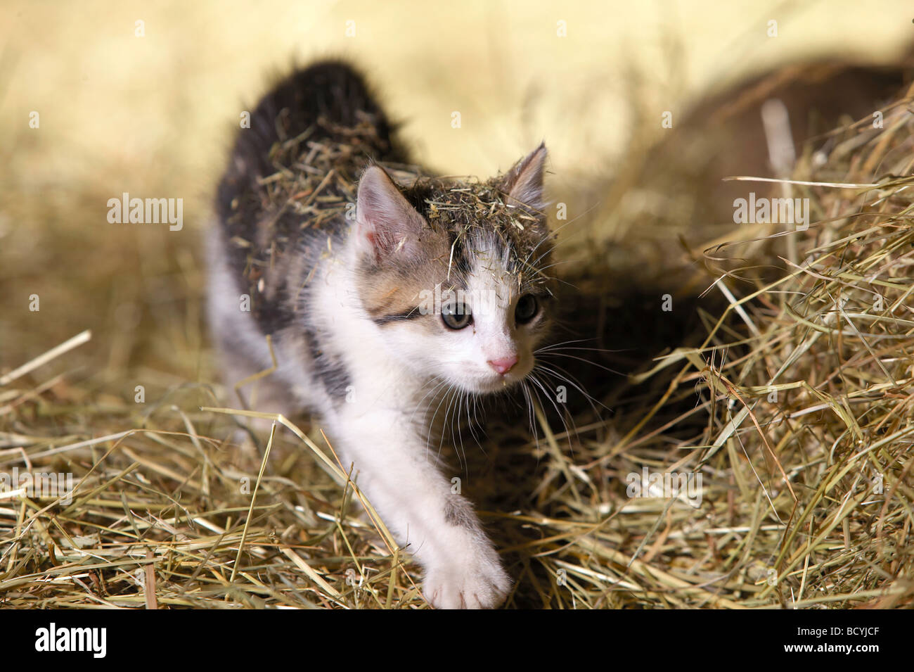 kitten walking through straw Stock Photo - Alamy